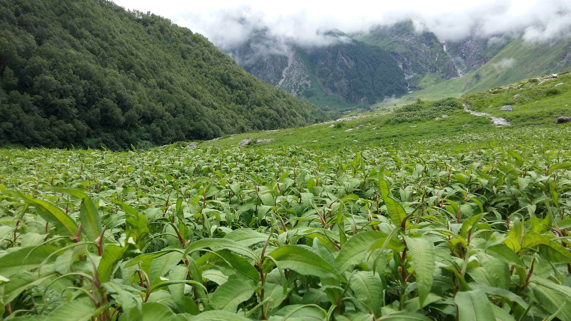 Top Treks to Explore in India in June | Peak Adventure Tour