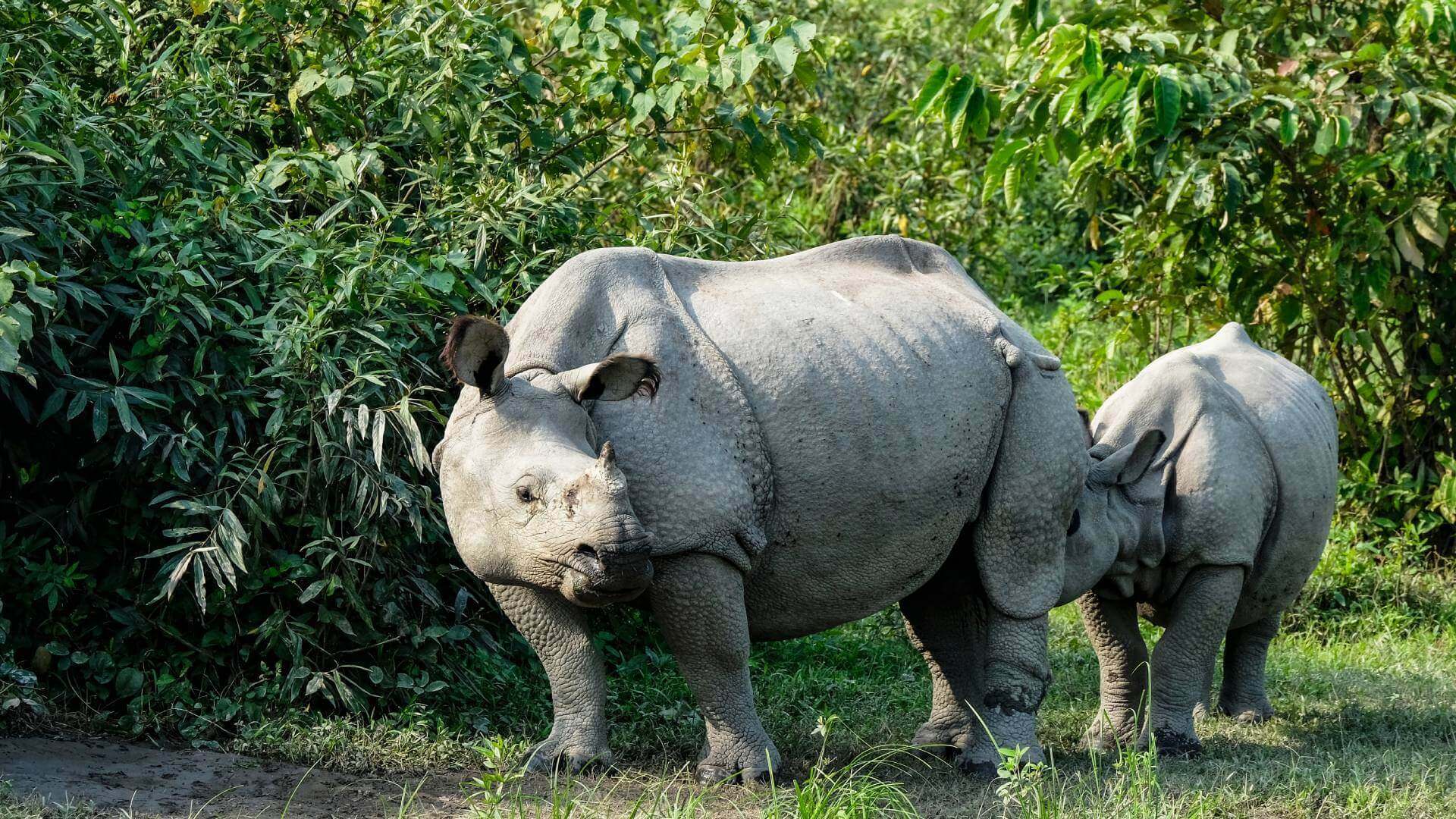 North East India Cultural & Wildlife Tour | Peak Adventure Tour