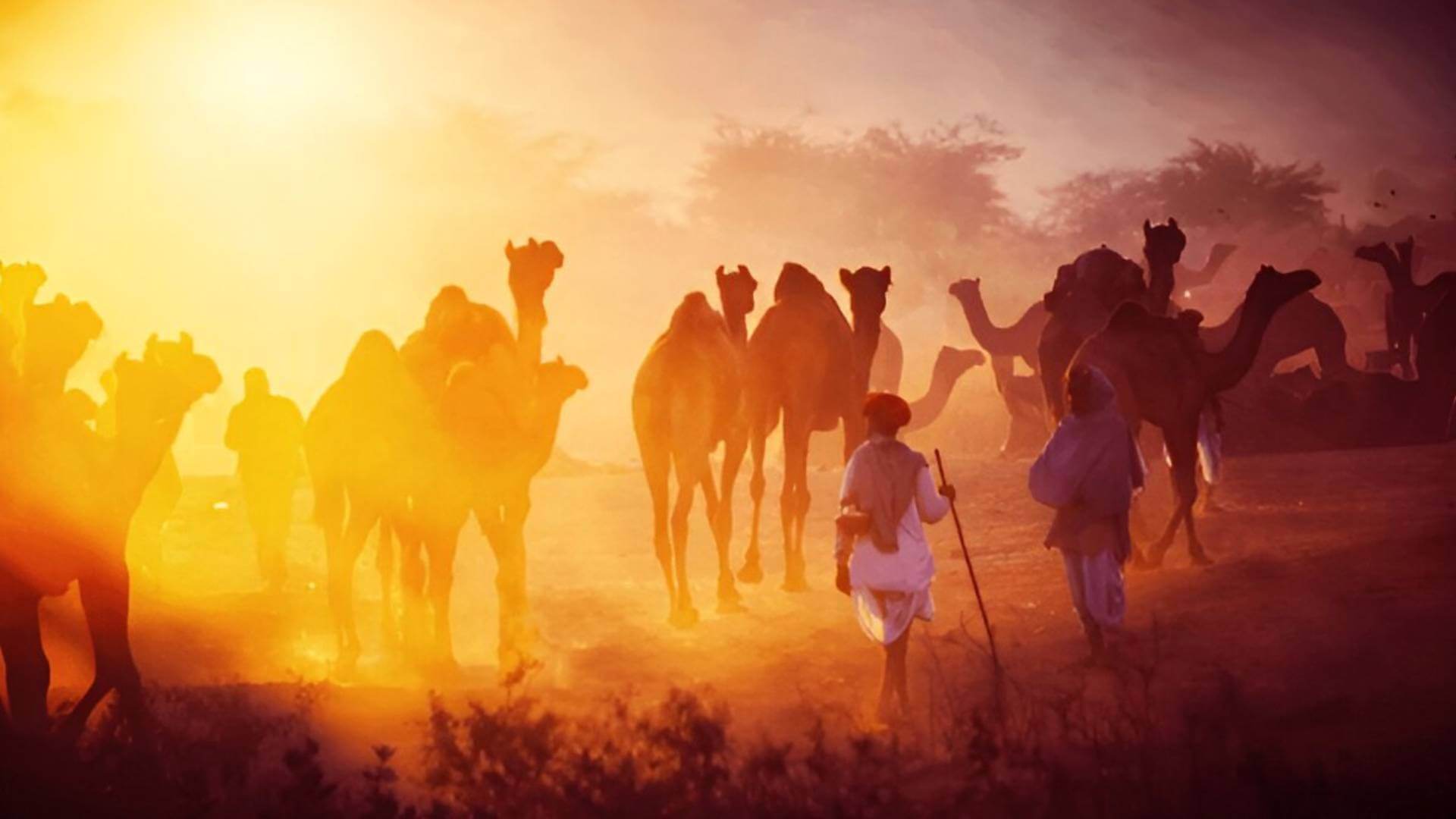 Pushkar Fair - History, Significance and Festival Dates 2025 | Peak ...