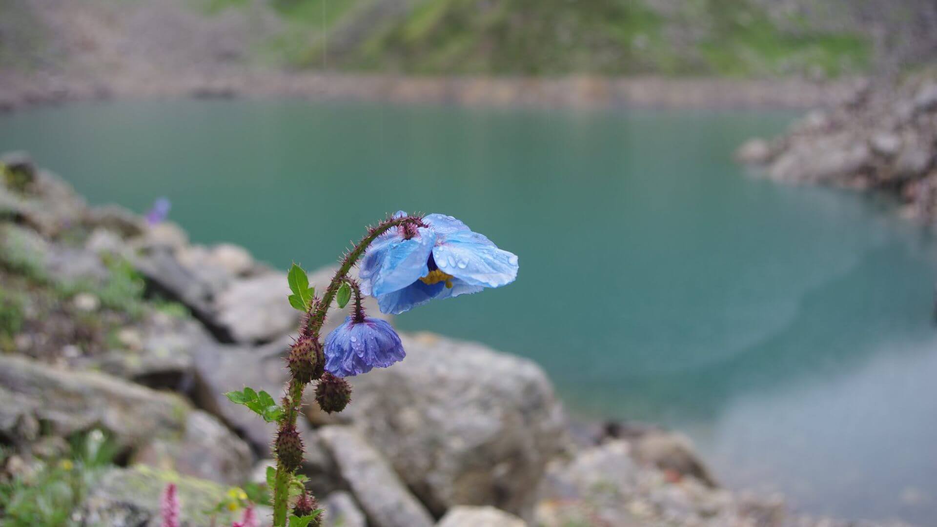 Satopanth Lake Trek in Uttarakhand | Peak Adventure Tour