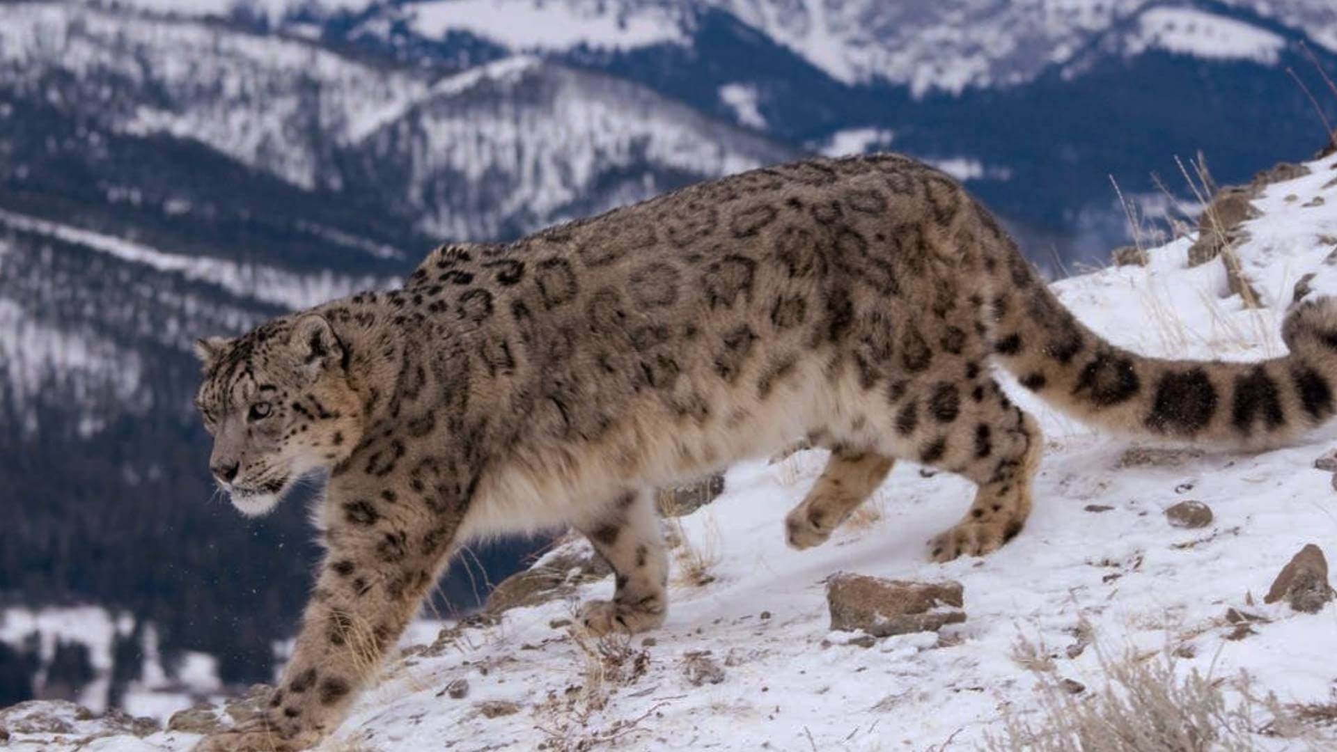 Snow Leopards Thriving in Ladakh's Heights | Peak Adventure Tour